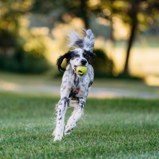 Safety Guide | Benebone: Durable Dog Chew Toys Made in the USA