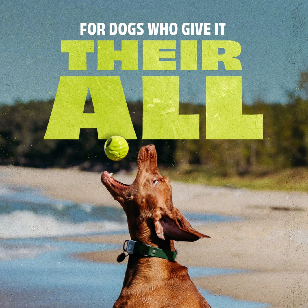 Bundles & Multi-Packs | Benebone: Durable Dog Chew & Play Toys