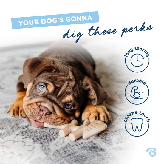 Puppy Fishbone | Benebone: Durable Dog Chew Toys Made in the USA