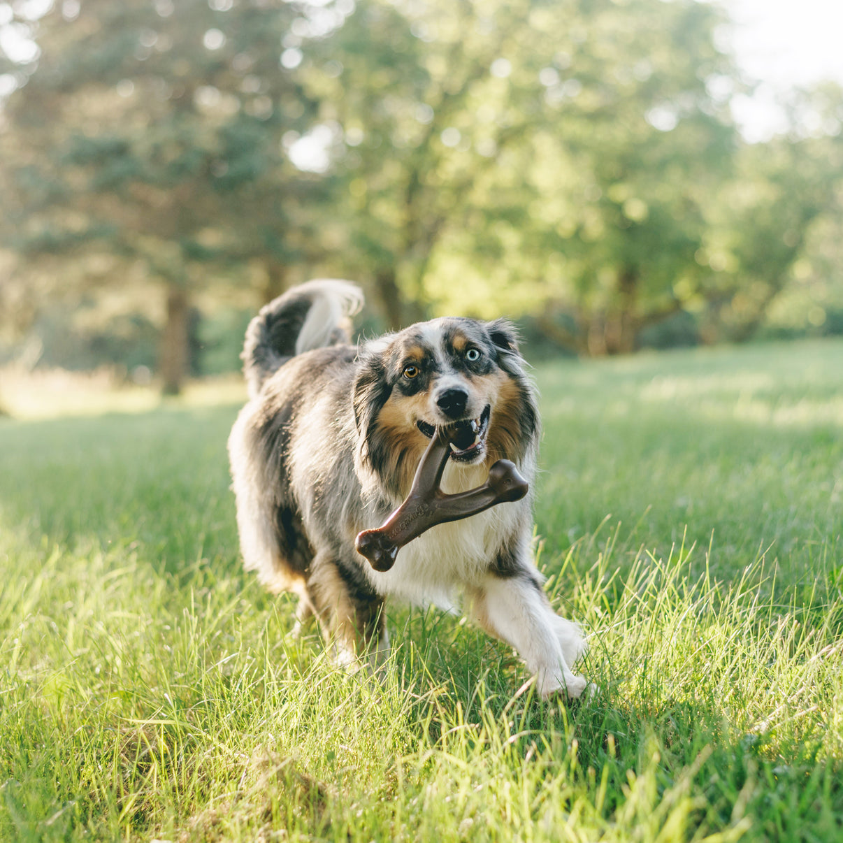 Wishbone | Benebone: Durable Dog Chew Toys Made in the USA – Benebone Store